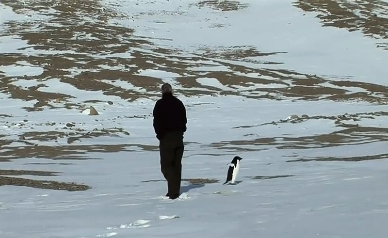 Nihilist Penguin Meme: How a 2007 Clip Went Viral in 2026