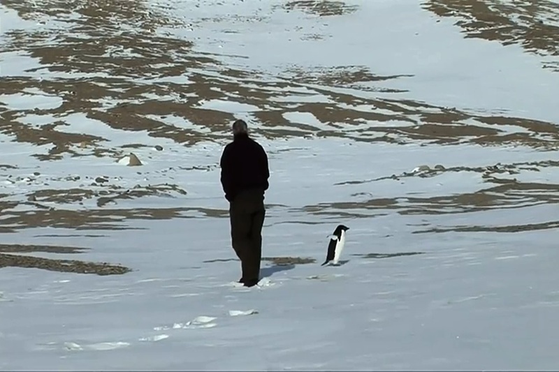Nihilist Penguin Meme: How a 2007 Clip Went Viral in 2026